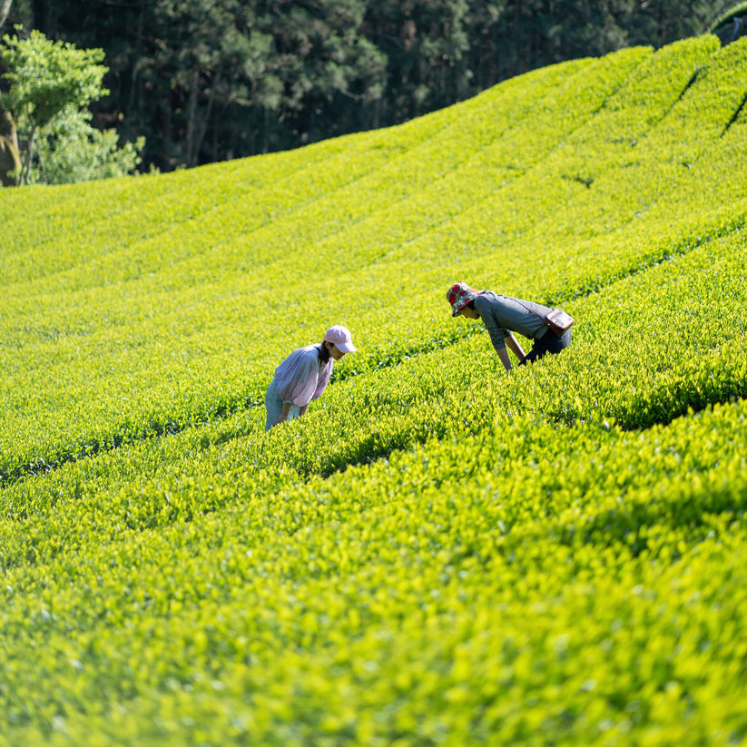 TAMAKAWA OCHA Owner – nokNok